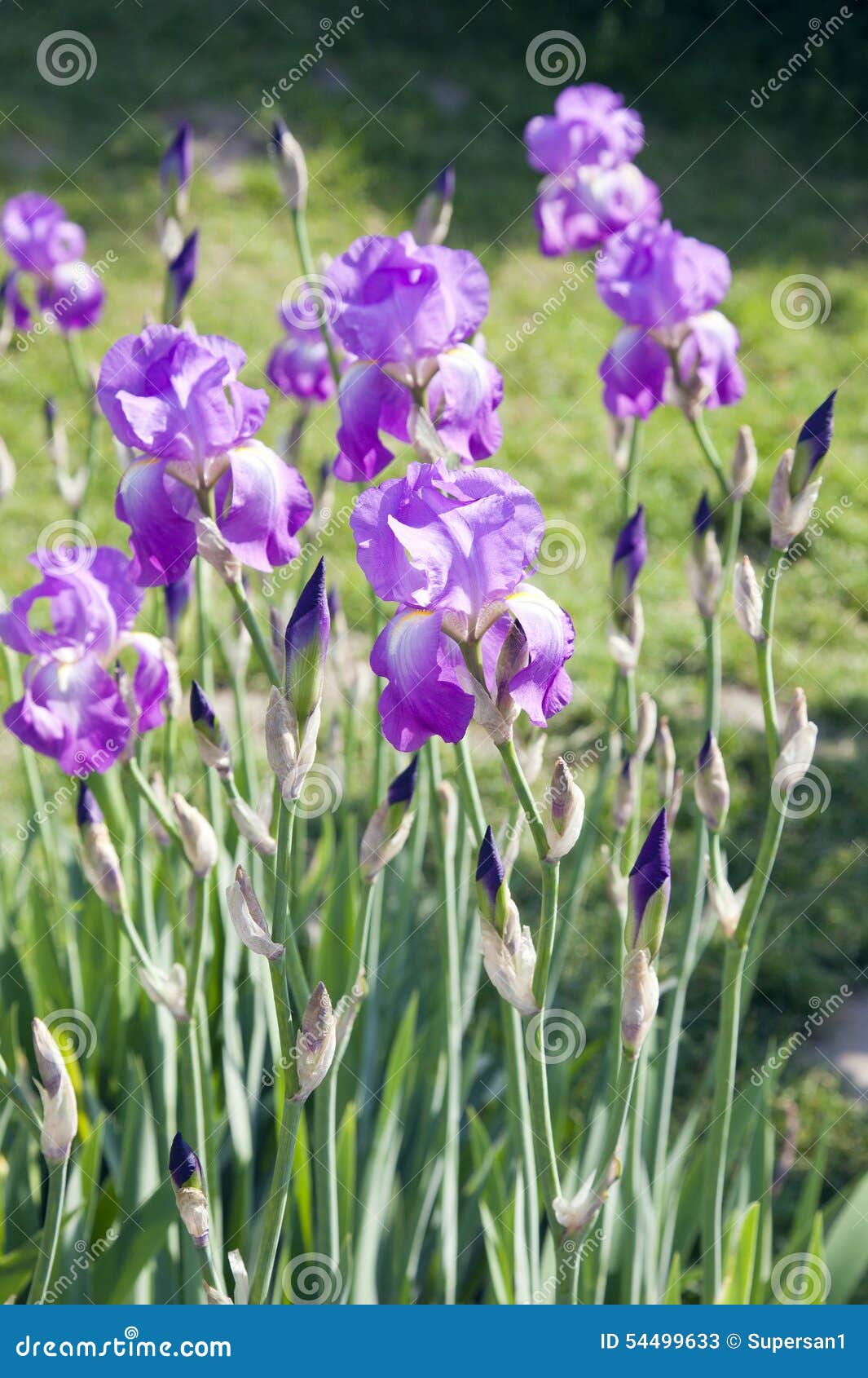 Purple iris flower bushes stock image. Image of culture - 54499633