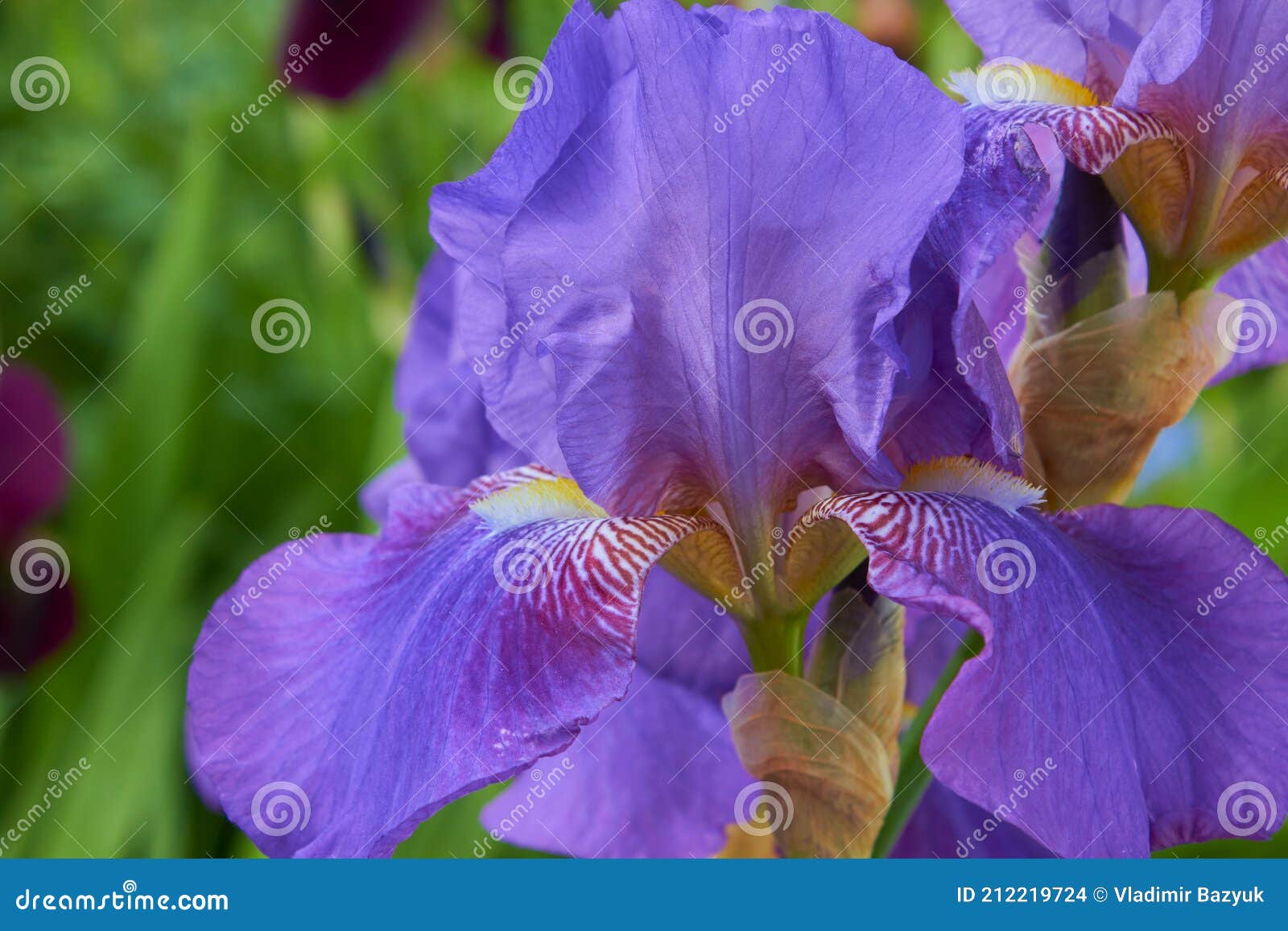 Purple Iris Flower Close Up,beautiful German Iris Flower with Purple ...