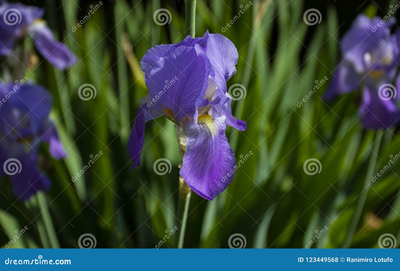 Purple Iris Flower, Different Colors Growing in the Spring and Summer ...