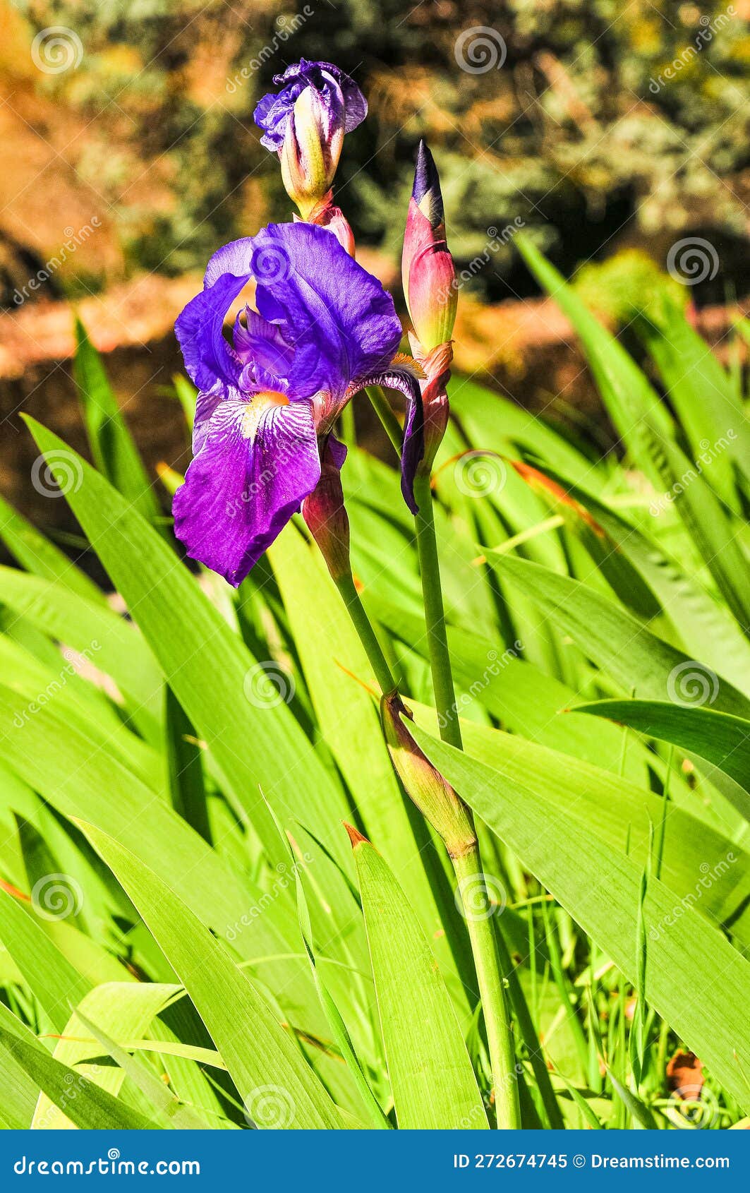 Purple Iris Flower, in Full Bloom with Two Buds Developing Stock Image ...