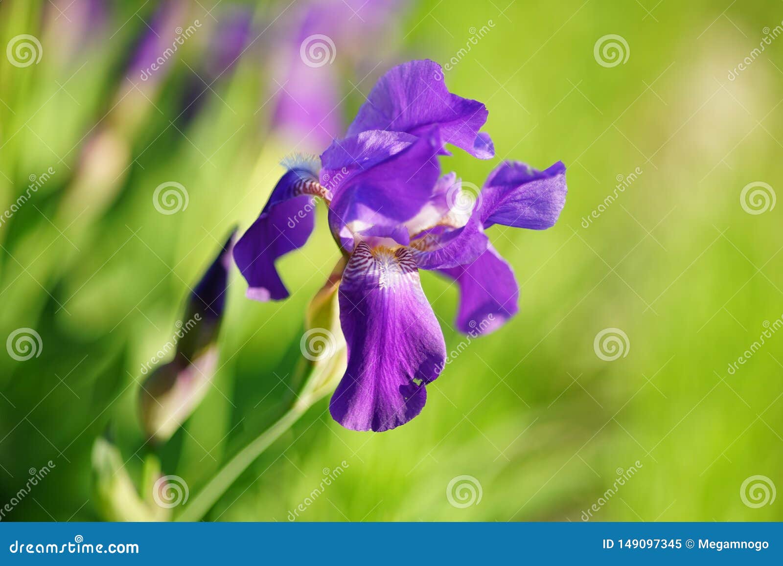 Purple Iris Flower Grows in Spring Sunny Garden Stock Image - Image of ...
