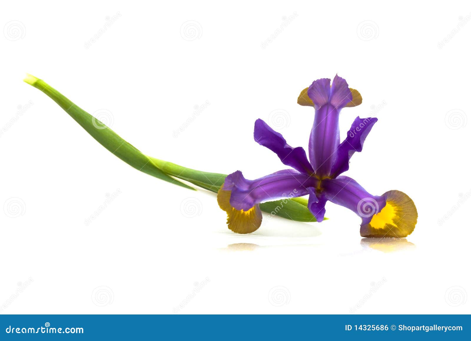 Purple Iris Flower (Iris Versicolor) Stock Photo - Image of flower ...