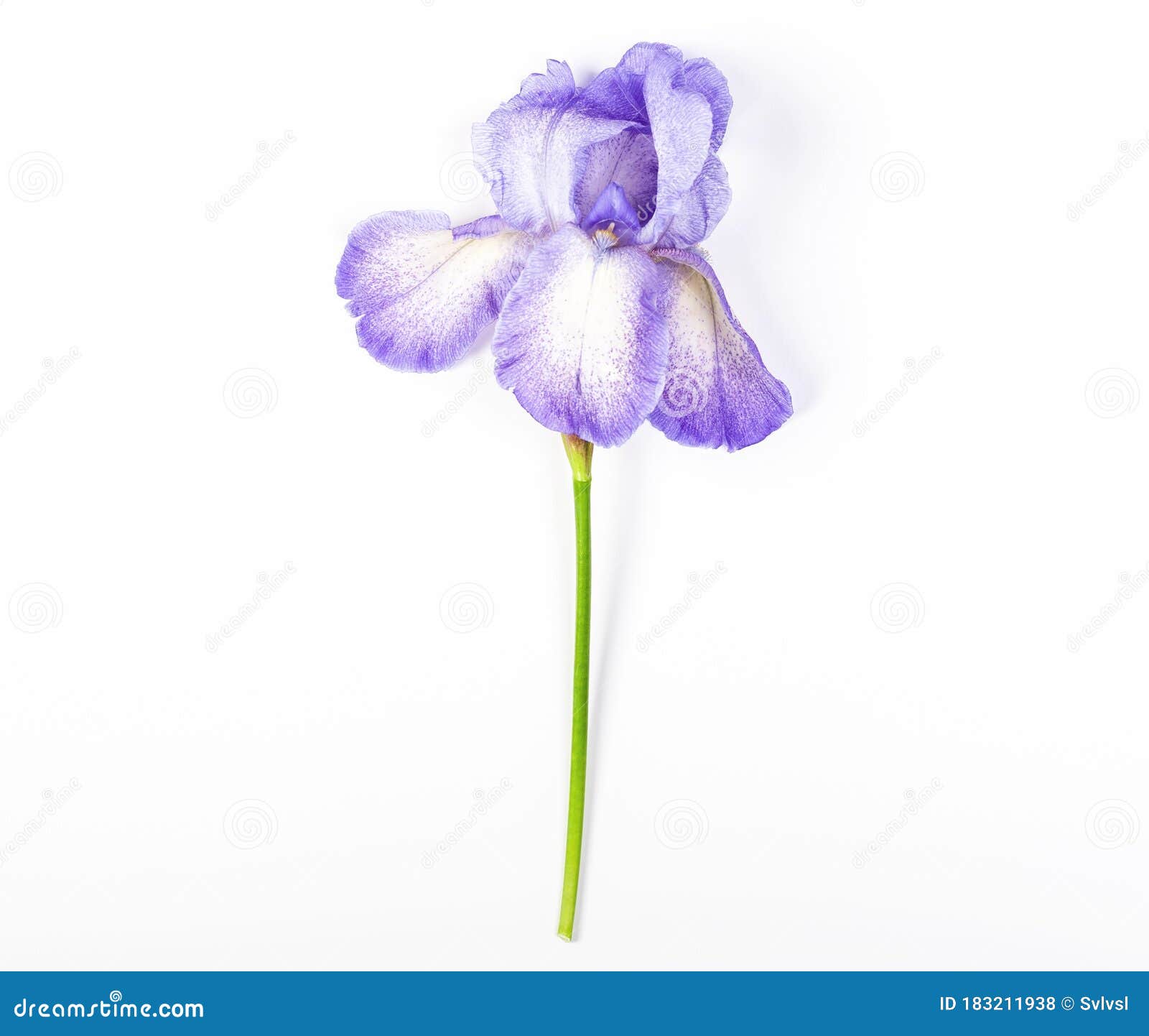 Purple Iris Flower on White Background. Flat Lay Stock Photo - Image of ...