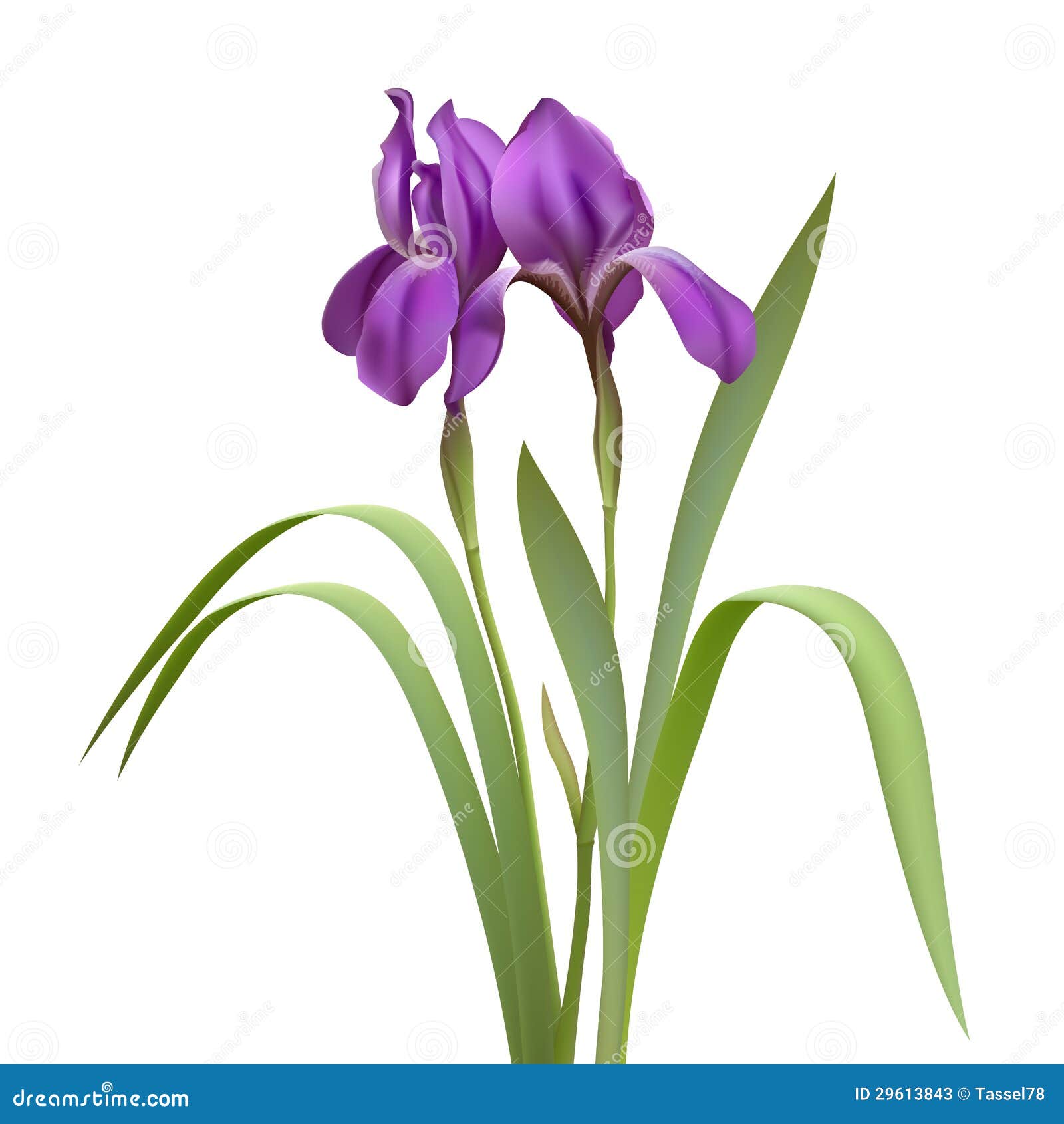 Iris Flower Medici Prince Watercolor Background Royalty-Free Stock ...