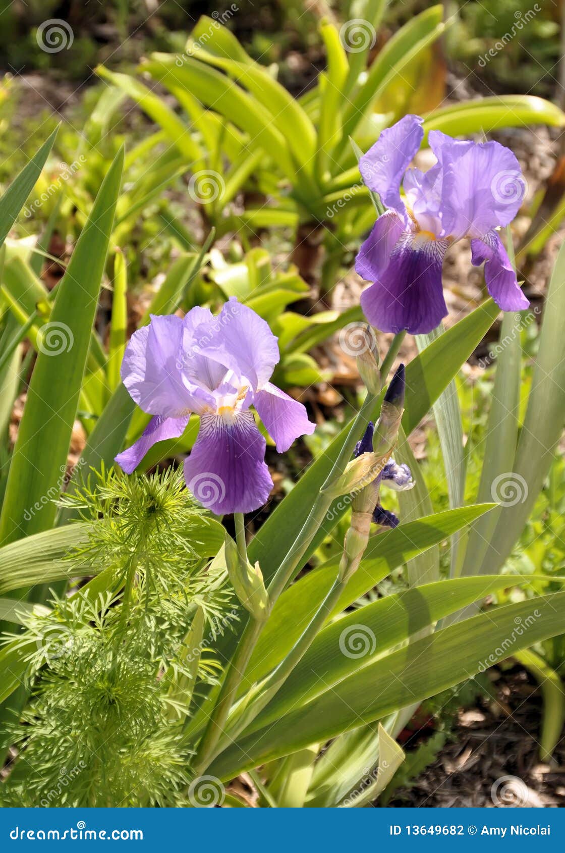 Purple Iris Flowers in Bloom Stock Photo - Image of flowering, colorful ...