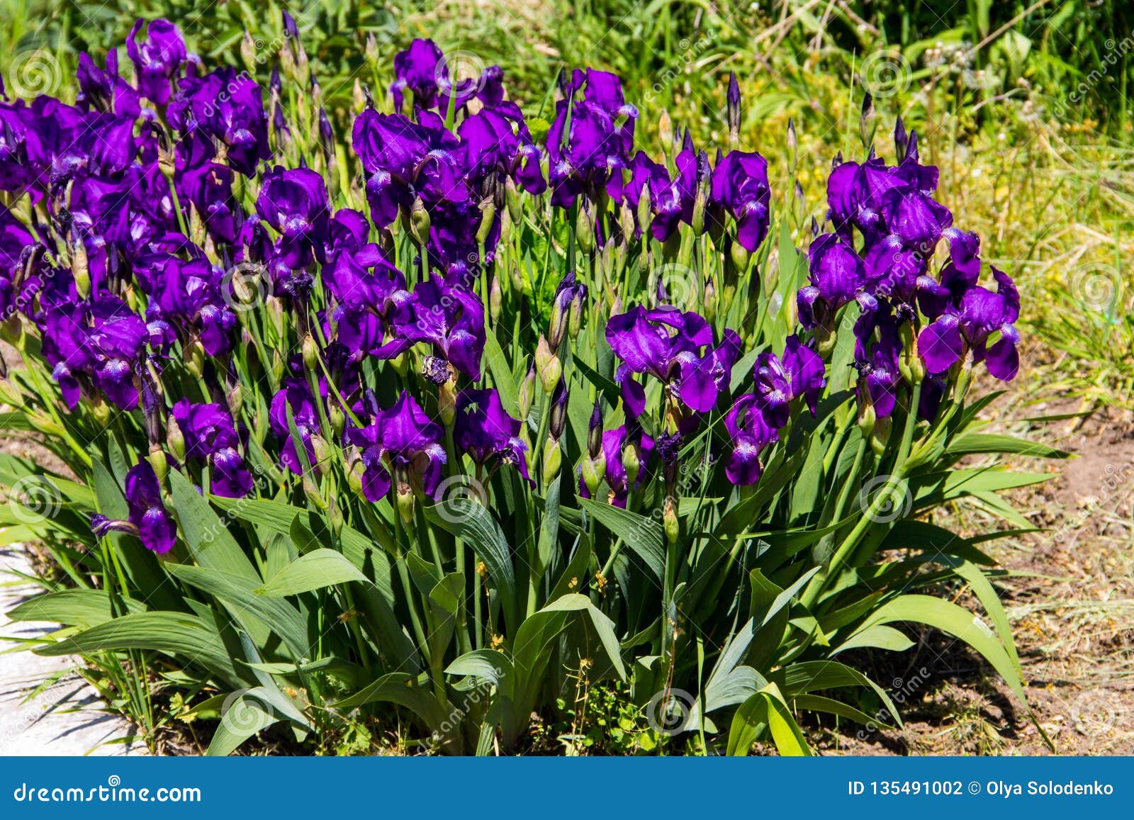 Purple Iris Flowers on Flowerbed Stock Photo - Image of iris, floral ...