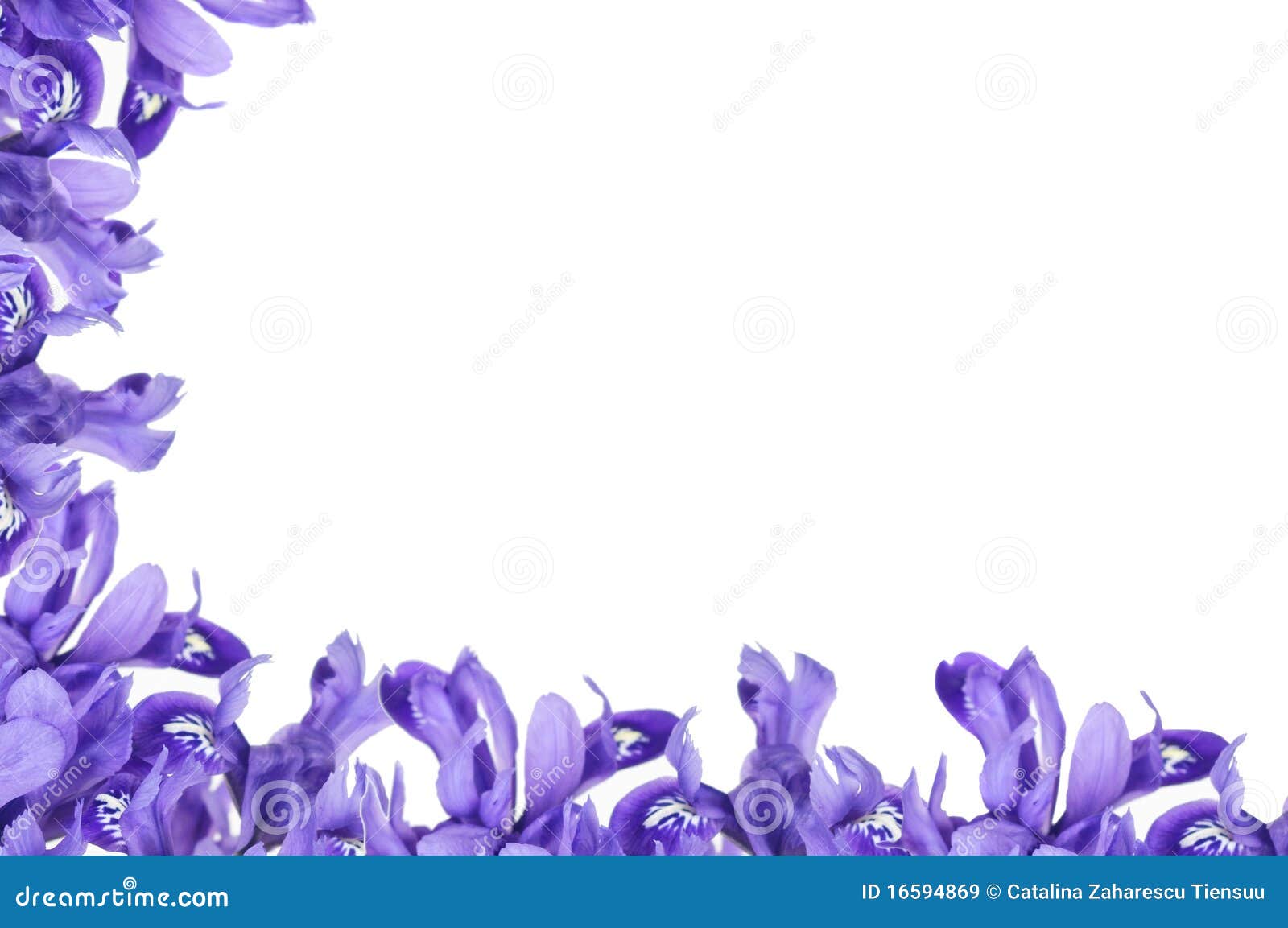 Purple Iris frame stock image. Image of frame, white - 16594869