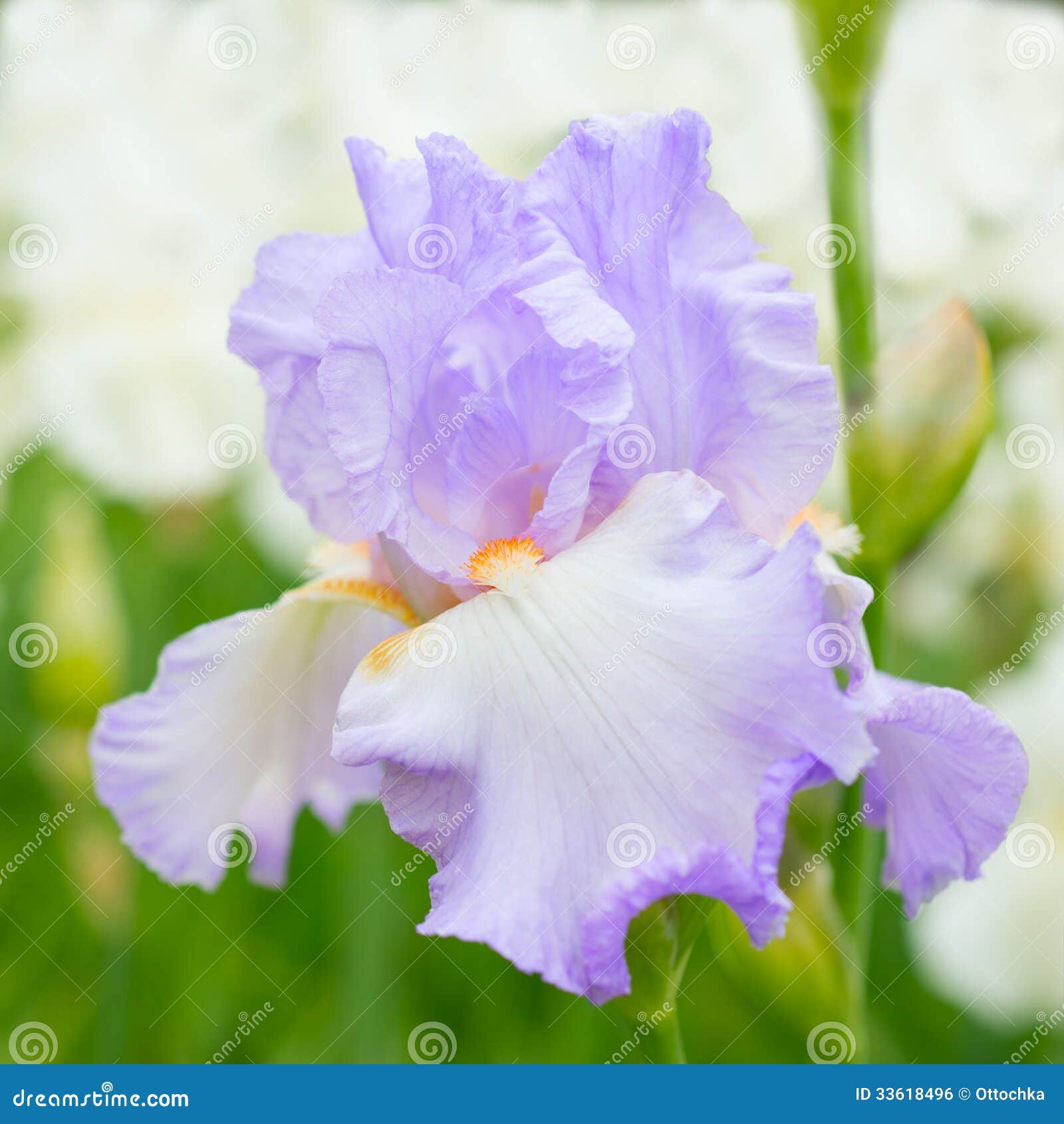 Purple iris in nature stock photo. Image of garden, botanical - 33618496