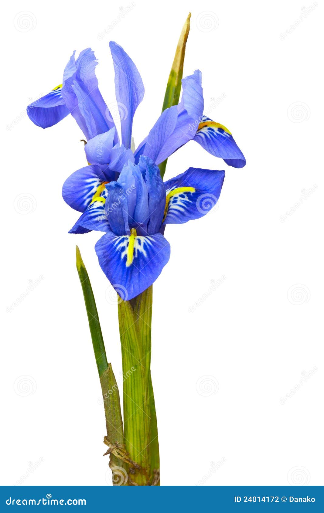 Iris Reticulata Stock Image | CartoonDealer.com #171960025