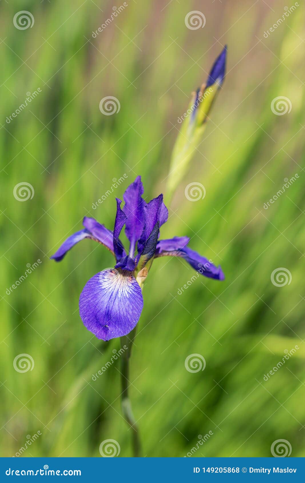Purple Iris in Spring Closeup Stock Photo - Image of leaf, flora: 149205868