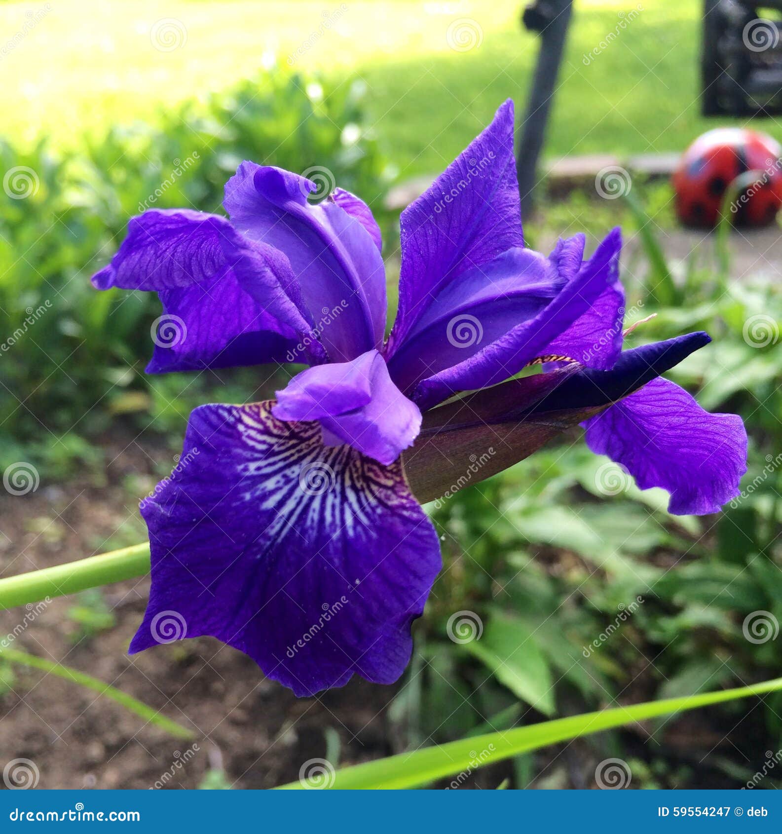 Purple Iris in Spring stock image. Image of purple, gorgeous - 59554247