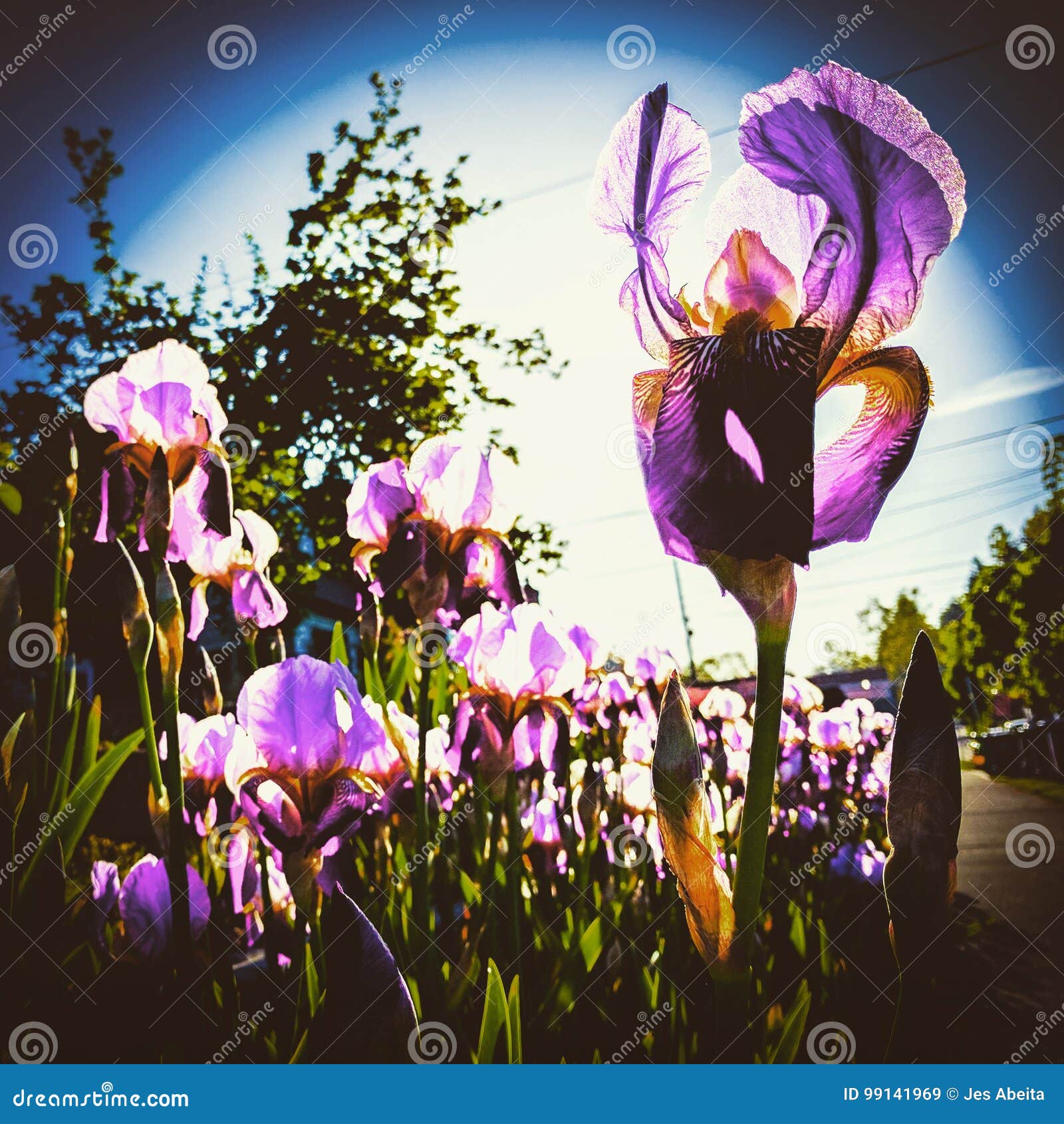 Iris against the sun stock image. Image of stand, iris - 99141969