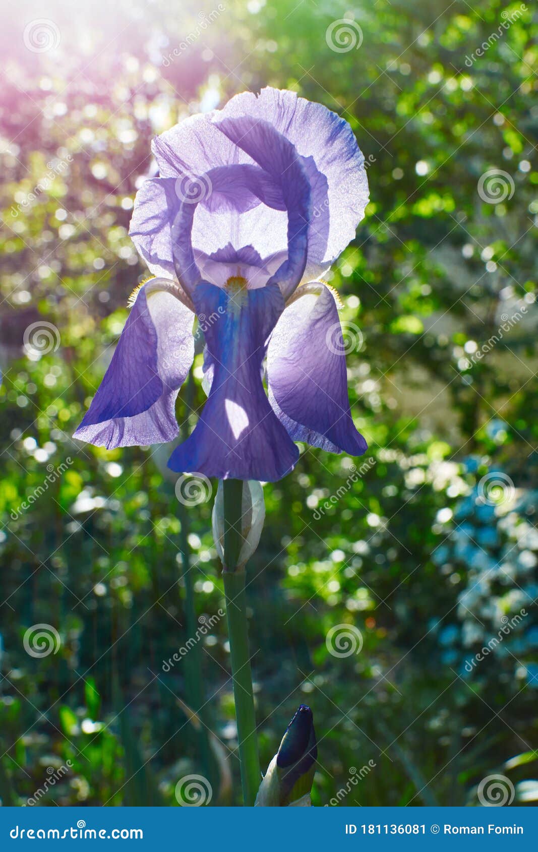 Purple iris in the sun stock image. Image of flora, bloom - 181136081
