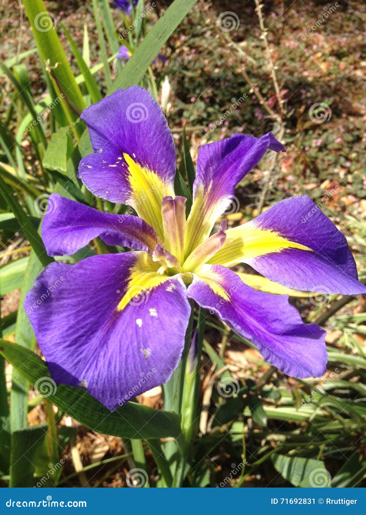Purple Iris stock image. Image of purple, sunny, iris - 71692831