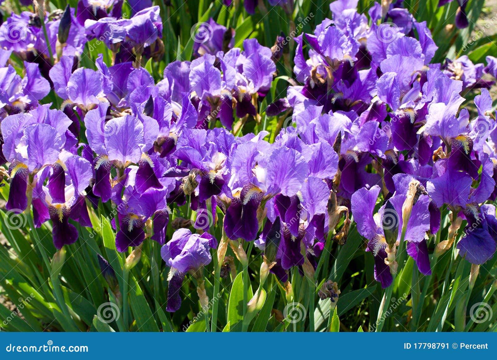 Purple irises stock image. Image of nature, spring, plant - 17798791
