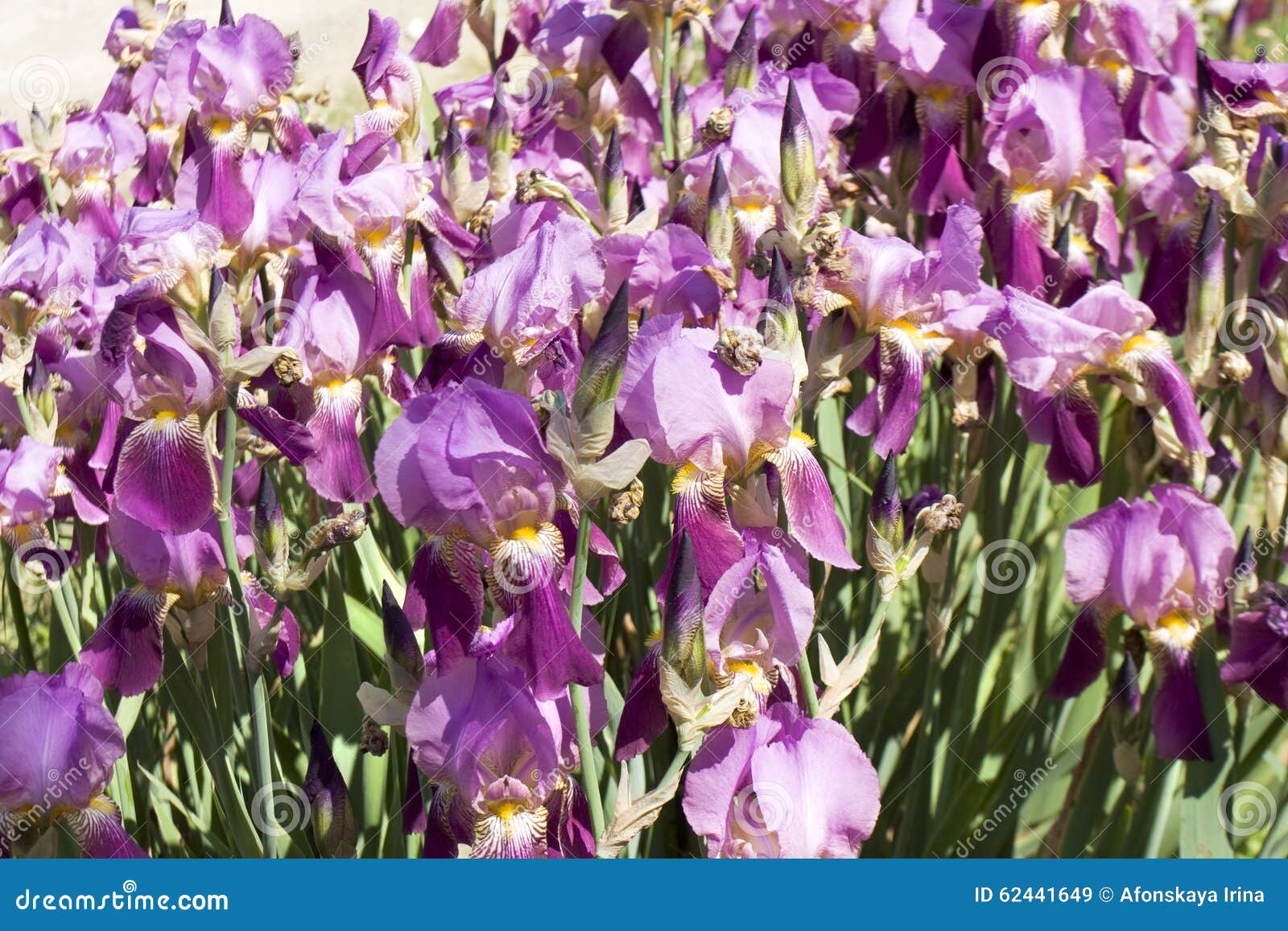 Purple irises stock image. Image of purple, nature, violet - 62441649