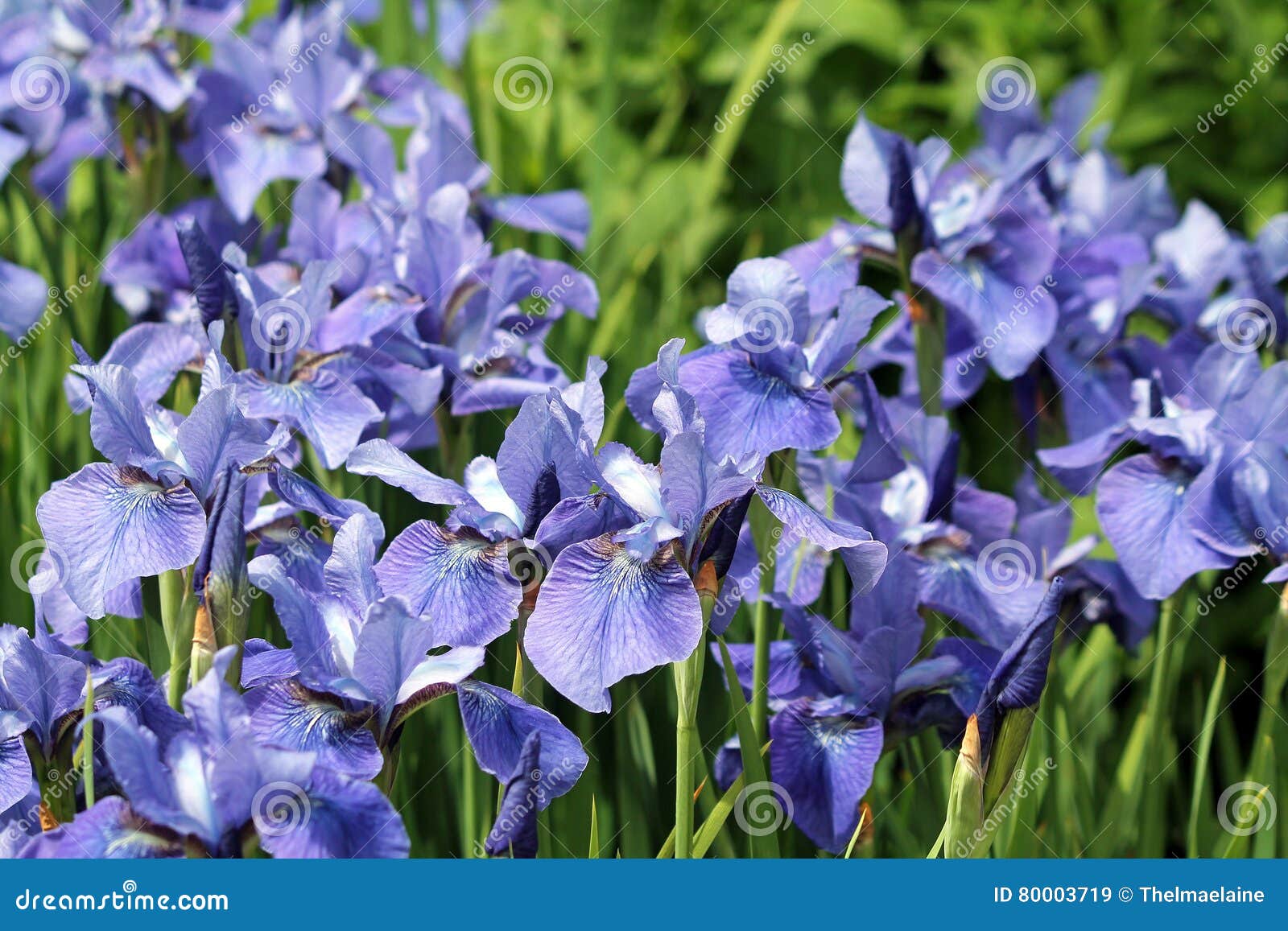 Purple Irises in a Green Field Stock Image - Image of iris, blooms ...