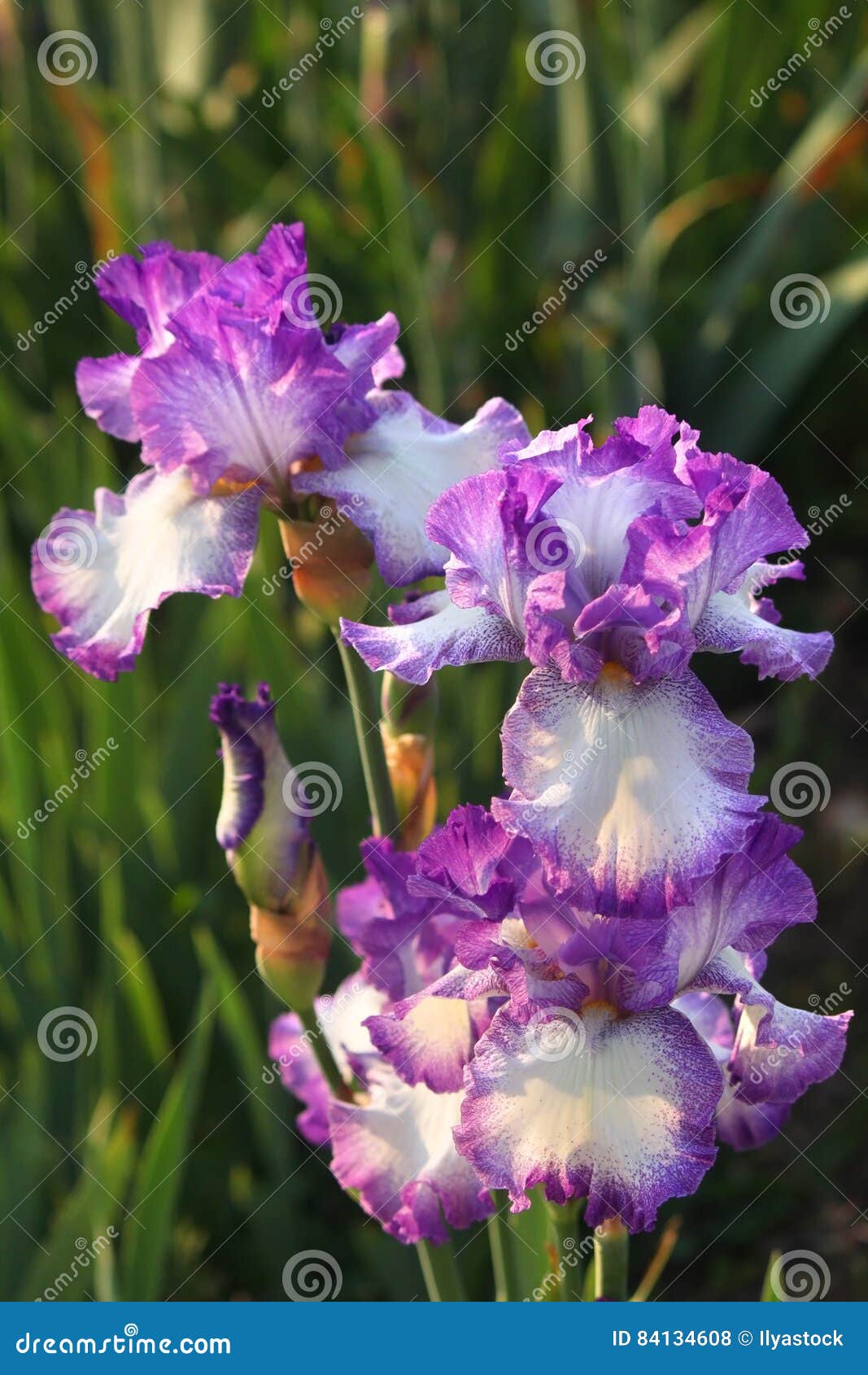 Purple Irises in Parc Floral De Paris Stock Photo - Image of garden ...