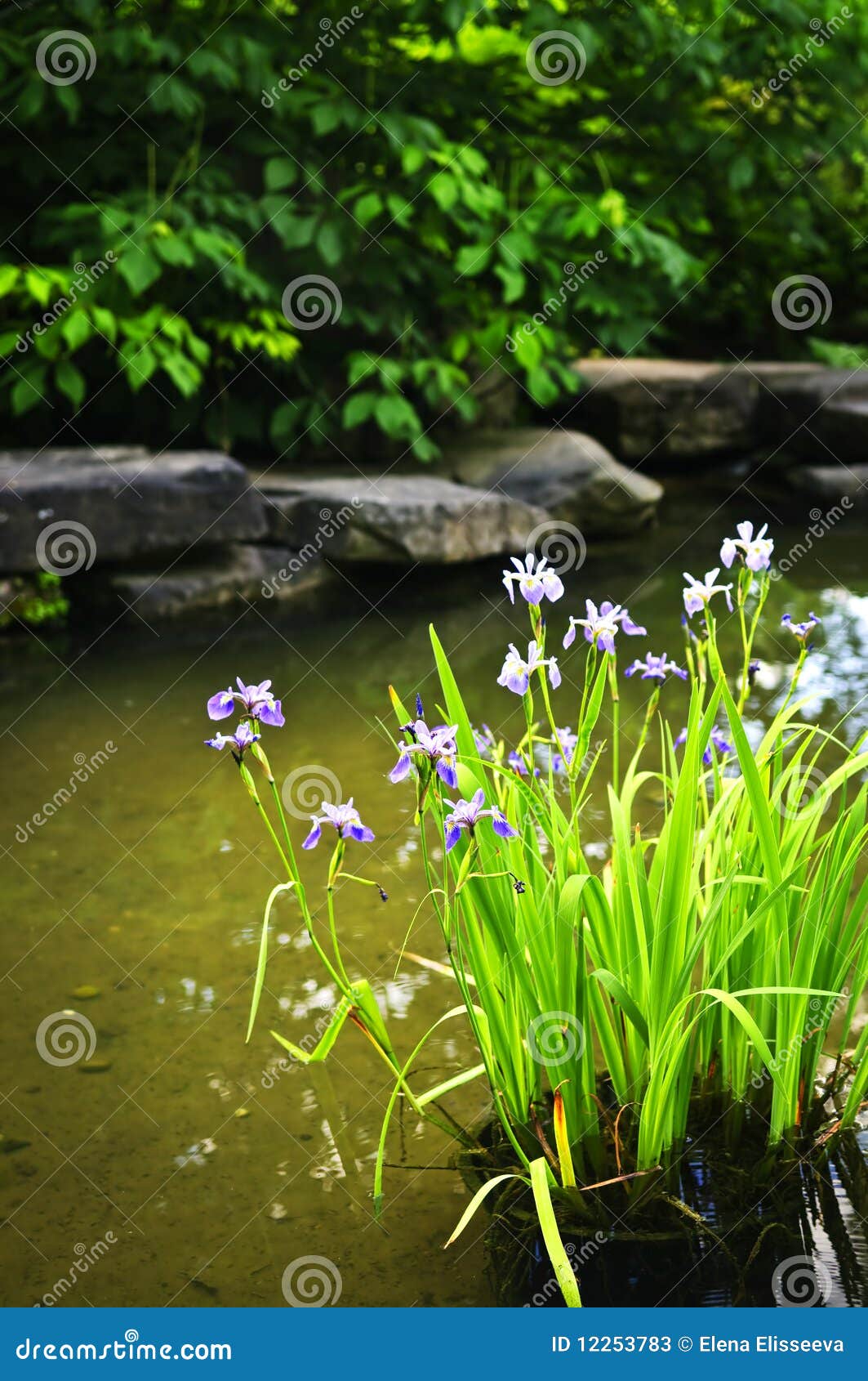 Purple irises in pond stock image. Image of leaf, botanical - 12253783