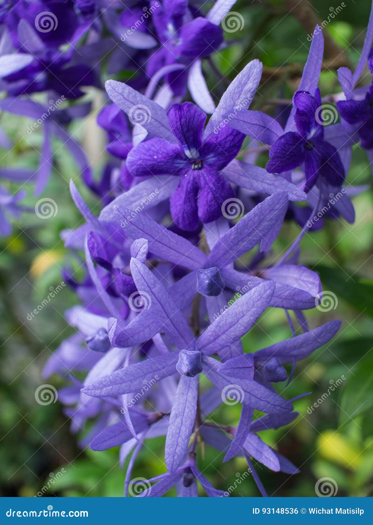Purple Ivy Hanging in the Tree Stock Photo - Image of branch, crawler ...