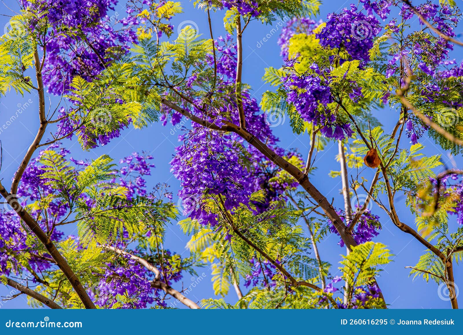 Purple Jacaranda Flower Mimosifolia on a Tree on a Spring Day Stock ...