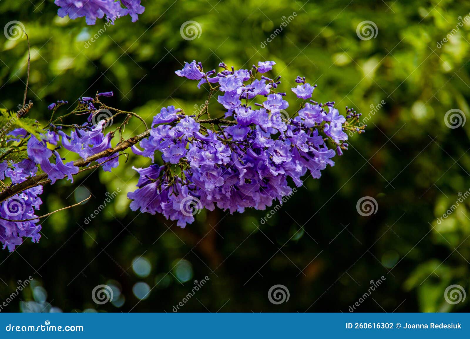 Purple Jacaranda Flower Mimosifolia on a Tree on a Spring Day Stock ...
