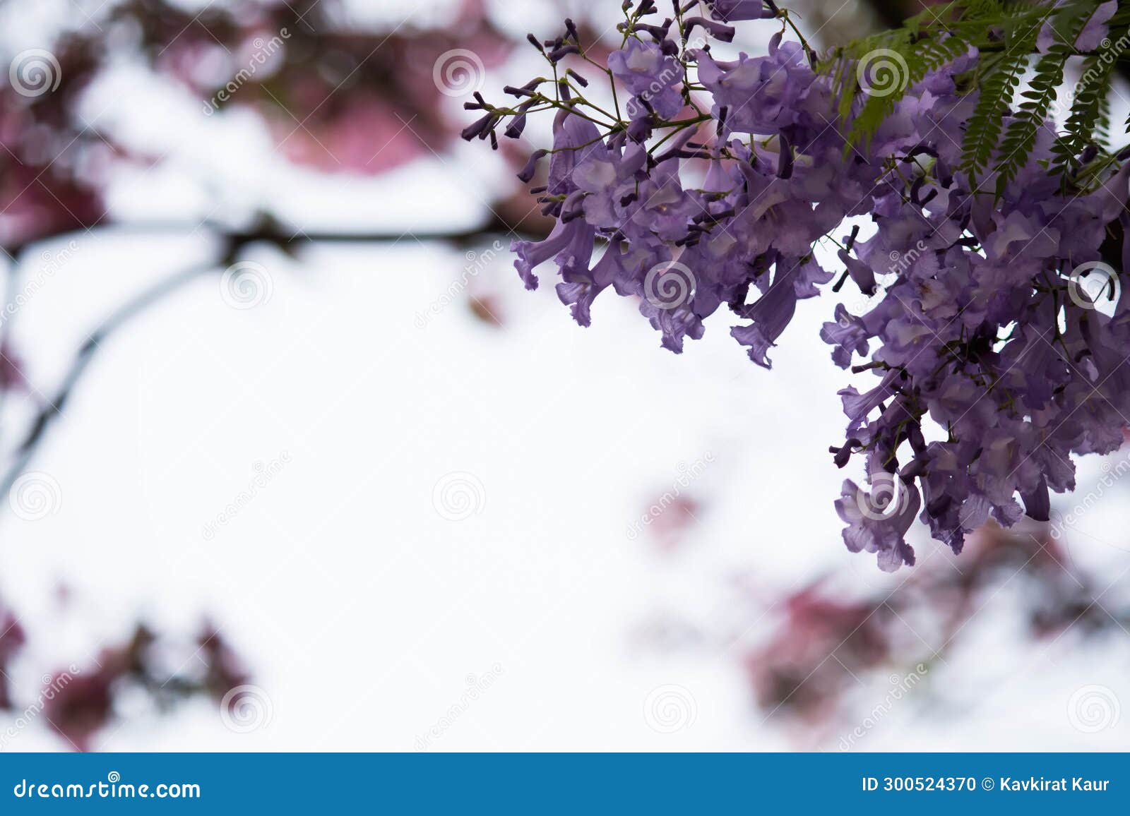 Purple Jacaranda Flowers on a Tree in Spring. Stock Photo - Image of ...