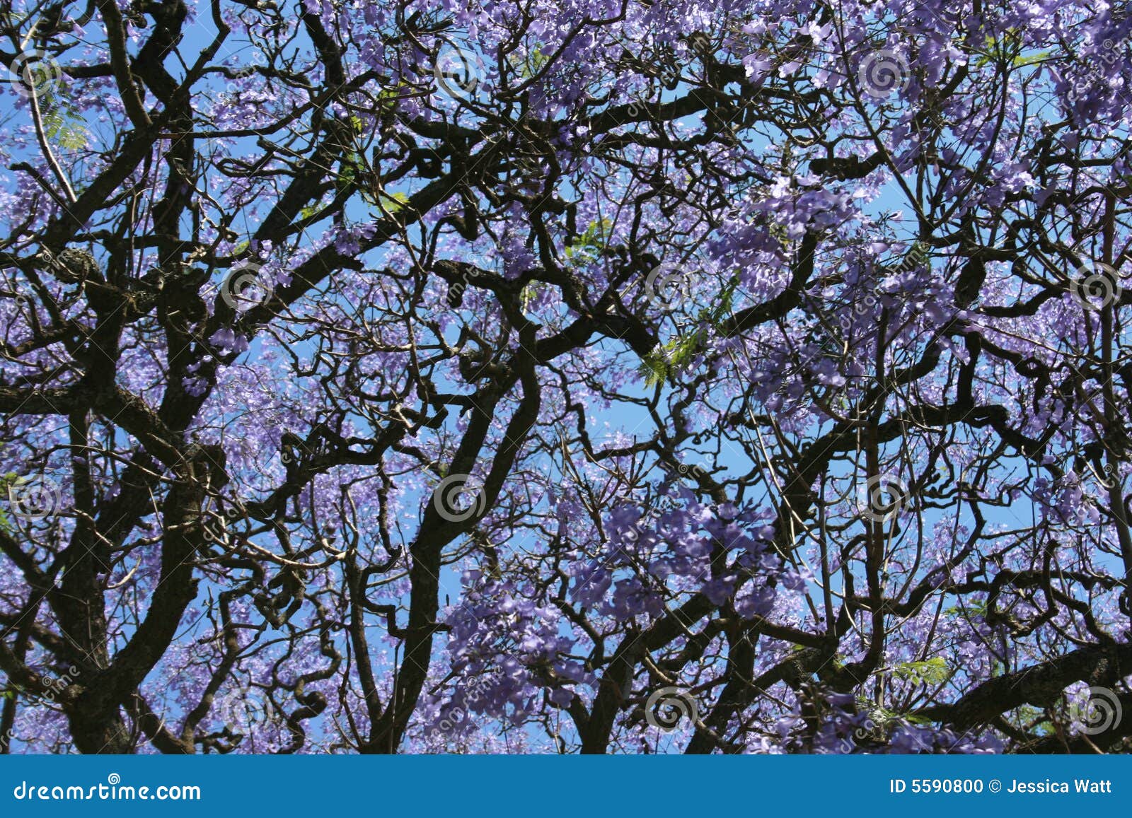 Purple tree jacaranda - salopet