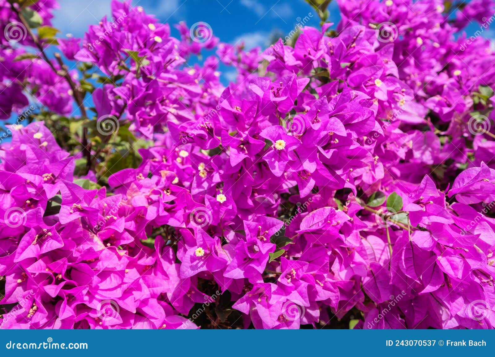 Purple Jacaranda Tree on Tenerife Island Stock Image - Image of ...