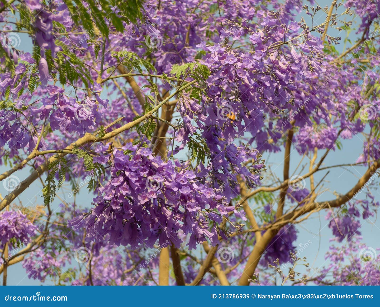 Purple Jacaranda Tree Flowers in Spring, Jacaranda Concept Stock Image ...