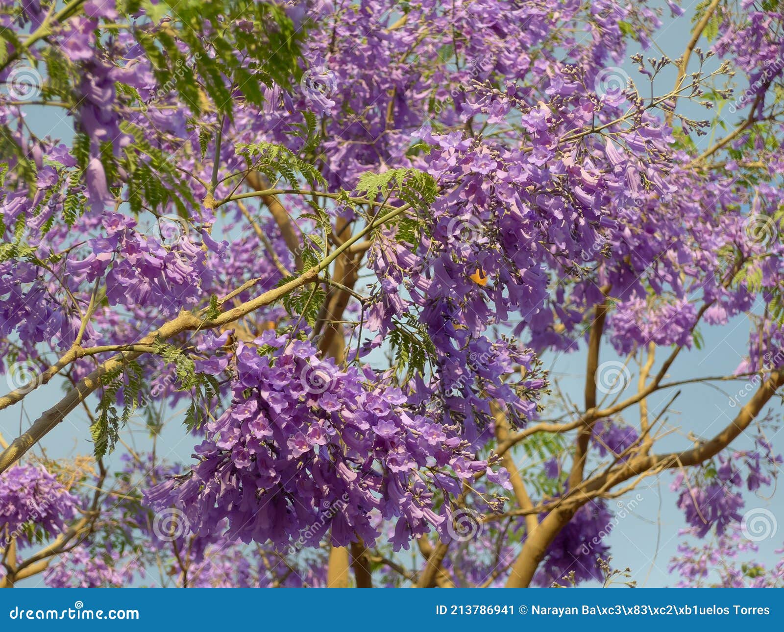 Purple Jacaranda Tree Flowers in Spring, Jacaranda Concept Stock Image ...