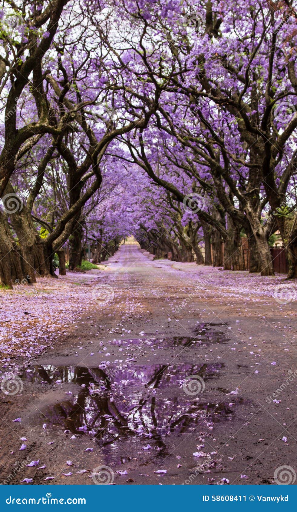 Purple Jacaranda Trees in Flowery Lane Stock Image - Image of tree ...