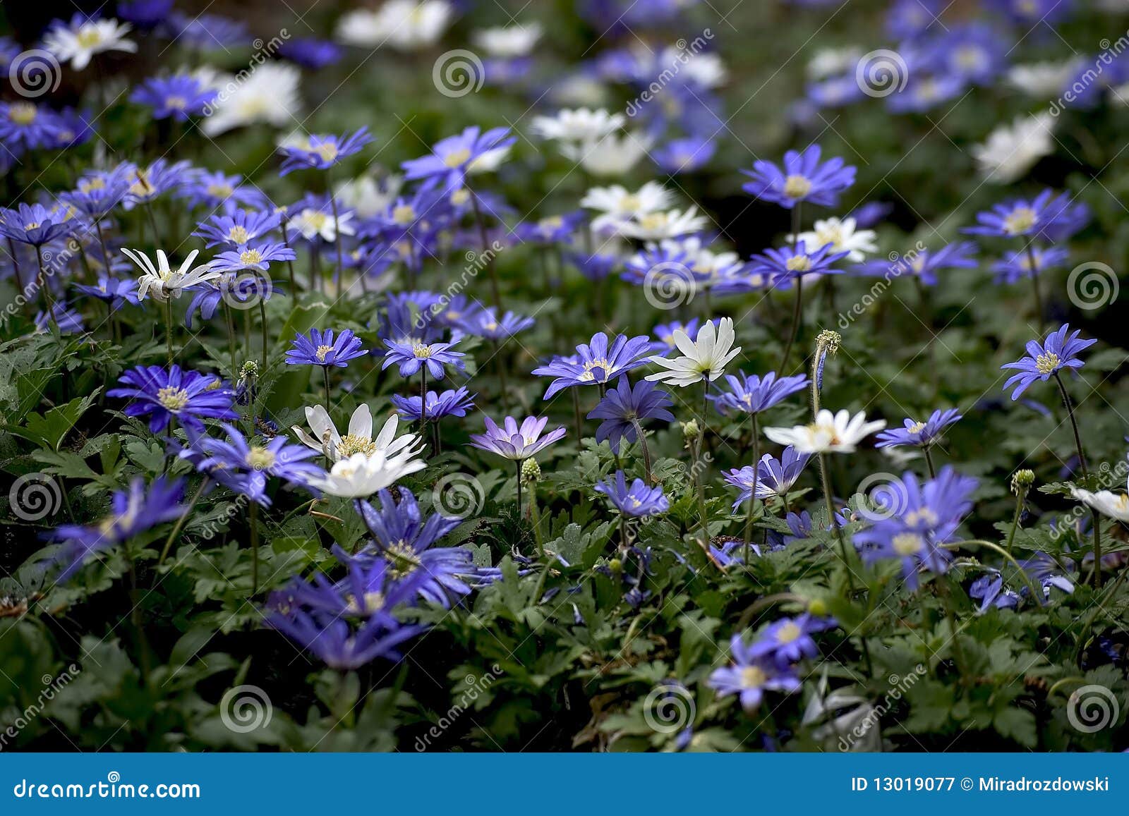 Purple Japanese Anemone Flowers Stock Image - Image of abundance, aroma ...