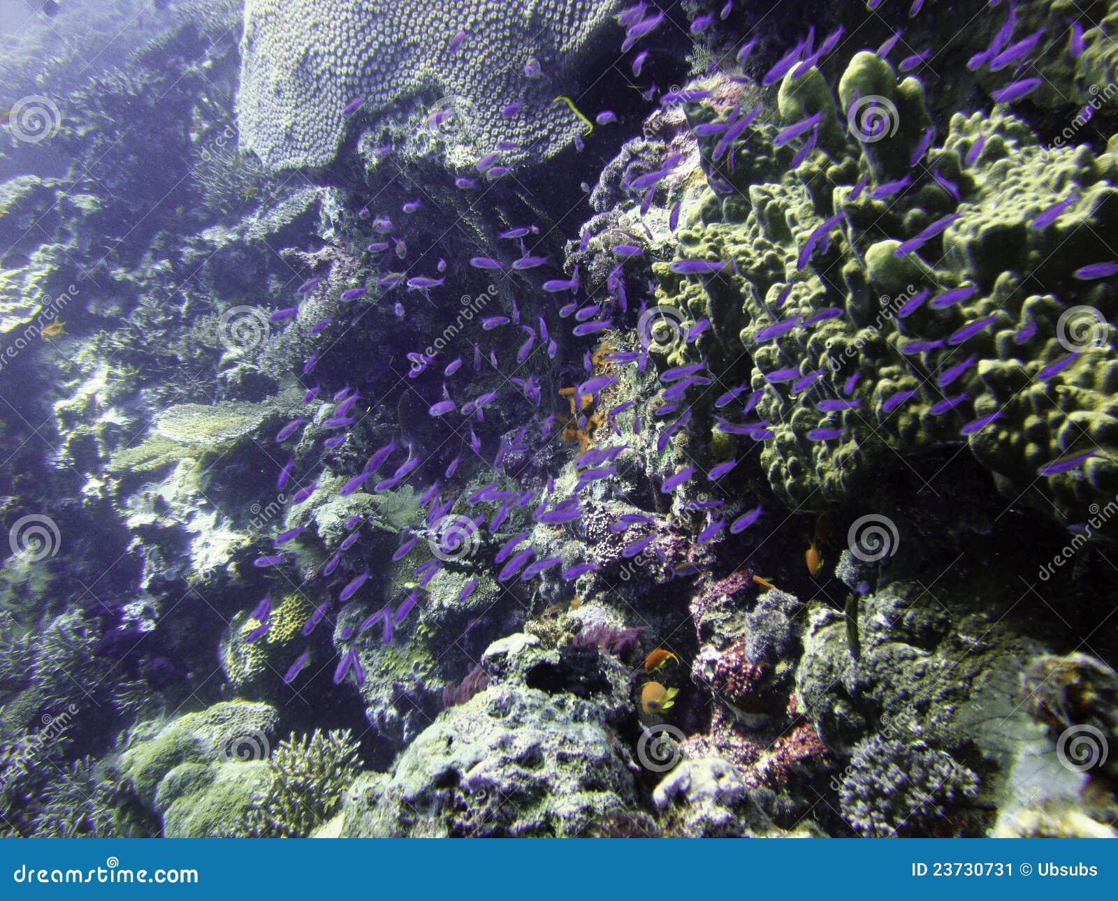 Purple juvenile fish swarm stock image. Image of fishes - 23730731