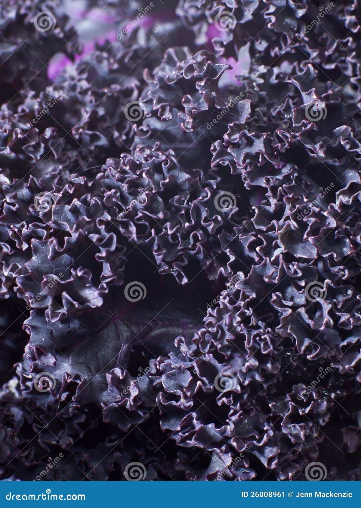 Purple Kale Stock Image | CartoonDealer.com #6313147