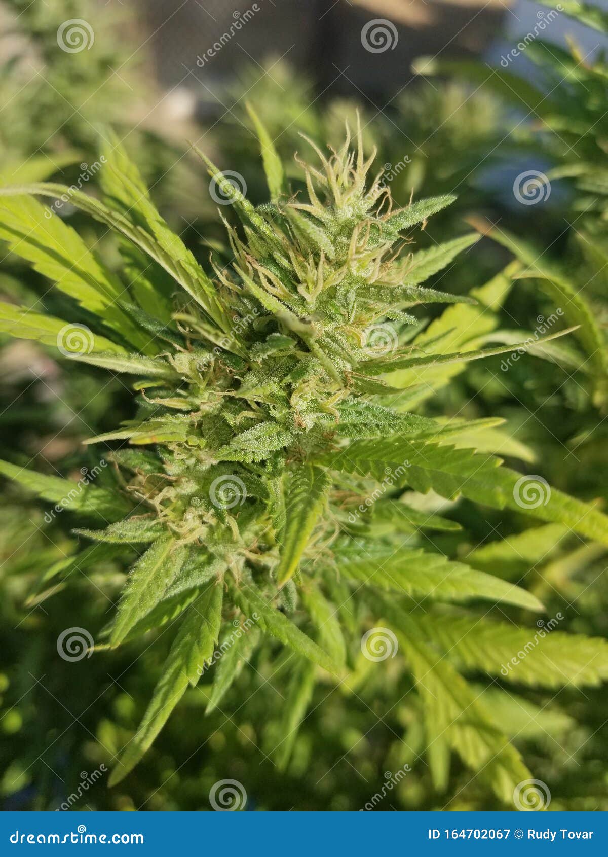 Purple KOOSH Indica Pk Sticky Dank Stock Image - Image of indica ...