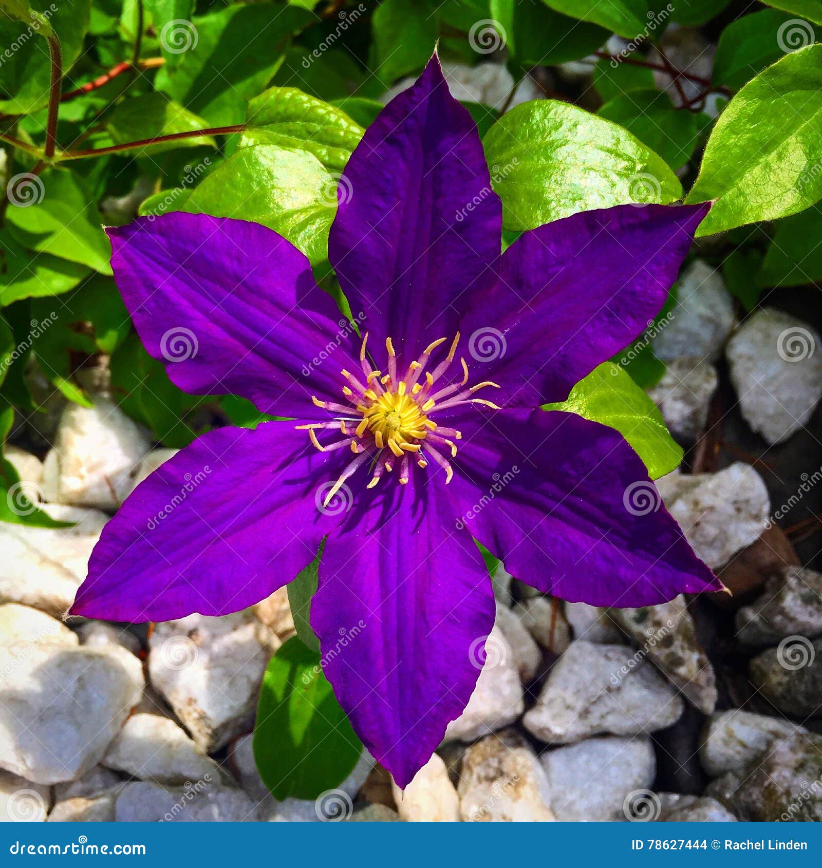 Purple La Fluer stock photo. Image of purple, stone, fluer - 78627444