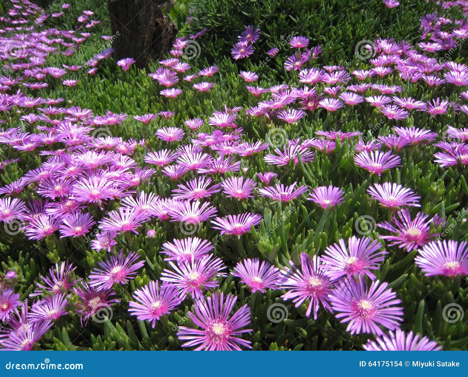 Purple Lampranthus Spectabilis Stock Photo - Image of purple, pink ...