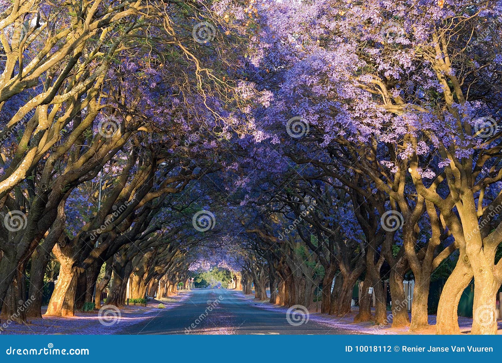 Purple Lane stock photo. Image of trees, spring, mesmerizing - 10018112