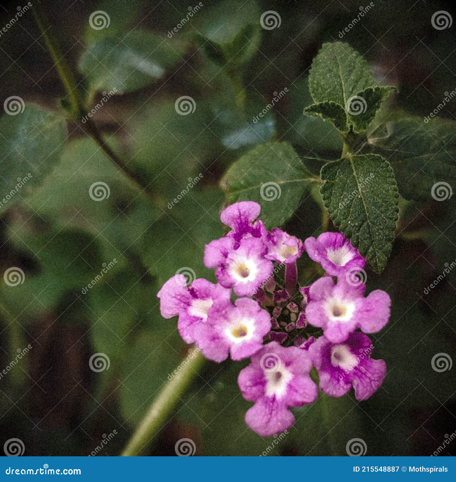 Purple Lantana Flowers Closeup Stock Image - Image of shrub, green ...