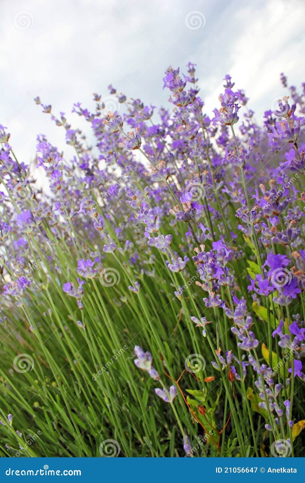 Purple lavender stock image. Image of bloom, botanical - 21056647