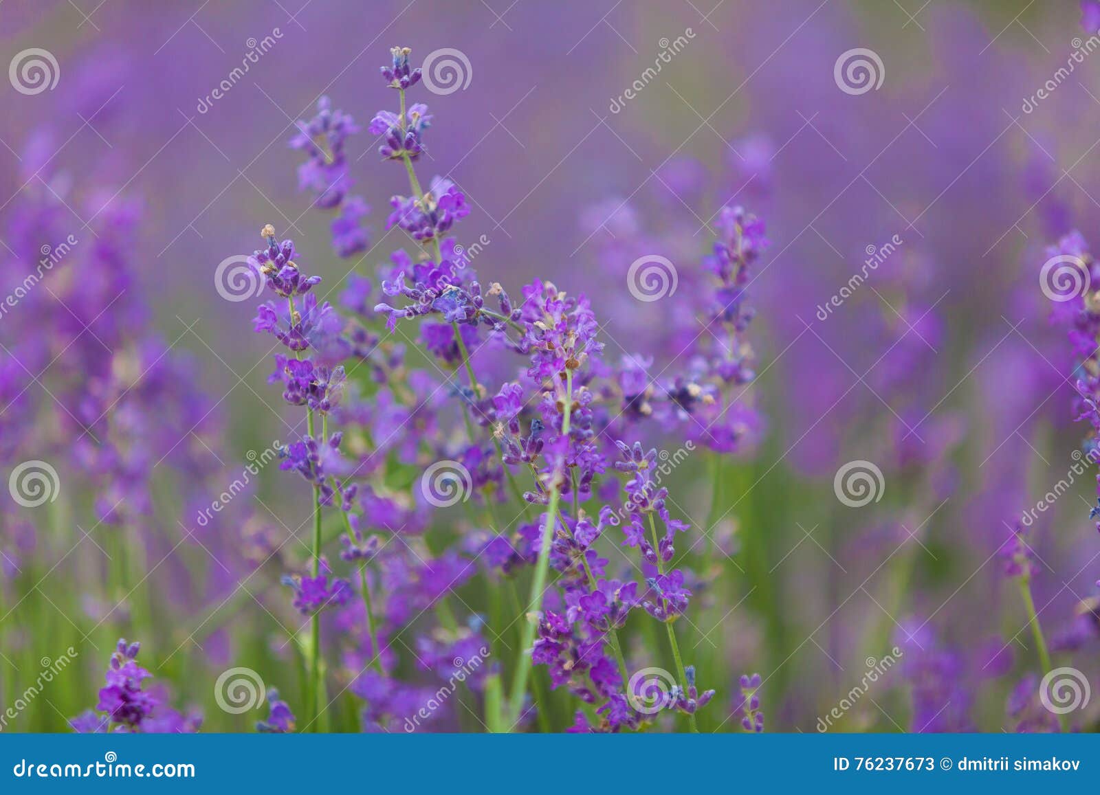 Purple Lavender Blooms in Field Stock Image - Image of garden, copter ...