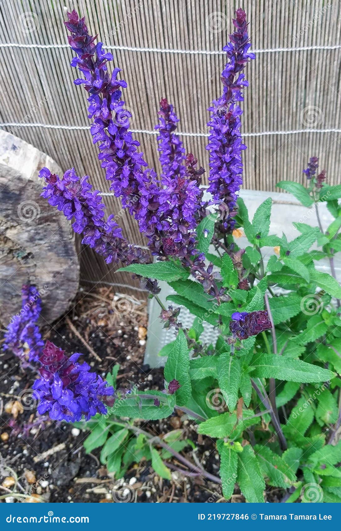 Purple Lavender Flower in the Spring. Stock Photo - Image of herb ...