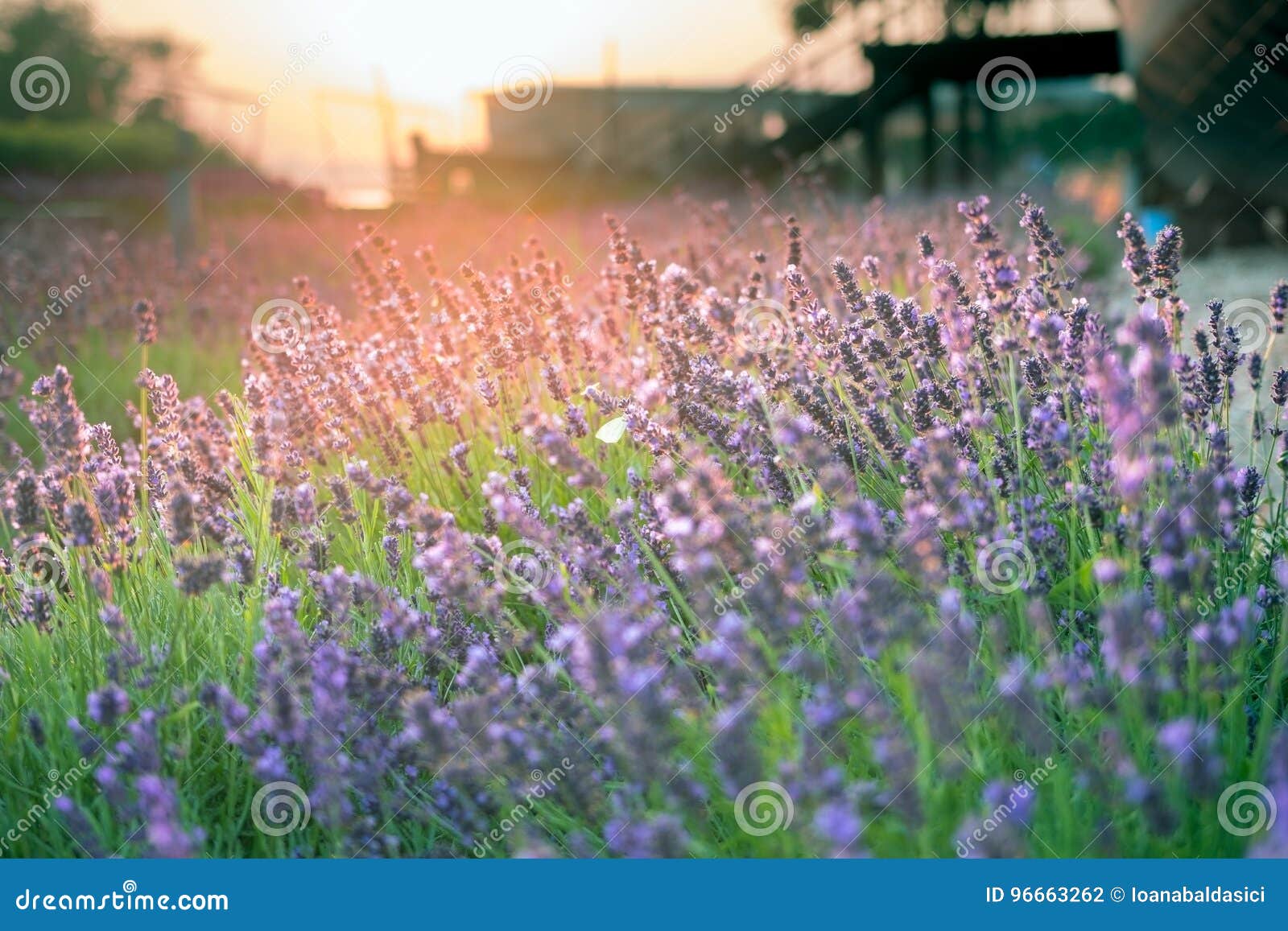 Purple Lavender in the Sun at Sunset Stock Photo - Image of wonderful ...