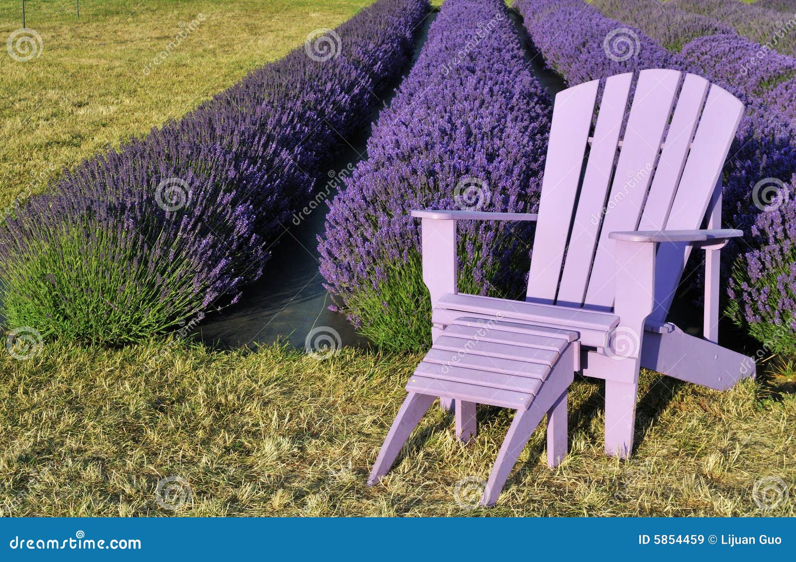 Purple Lawn Chair in Lavender Field Stock Image - Image of washington ...