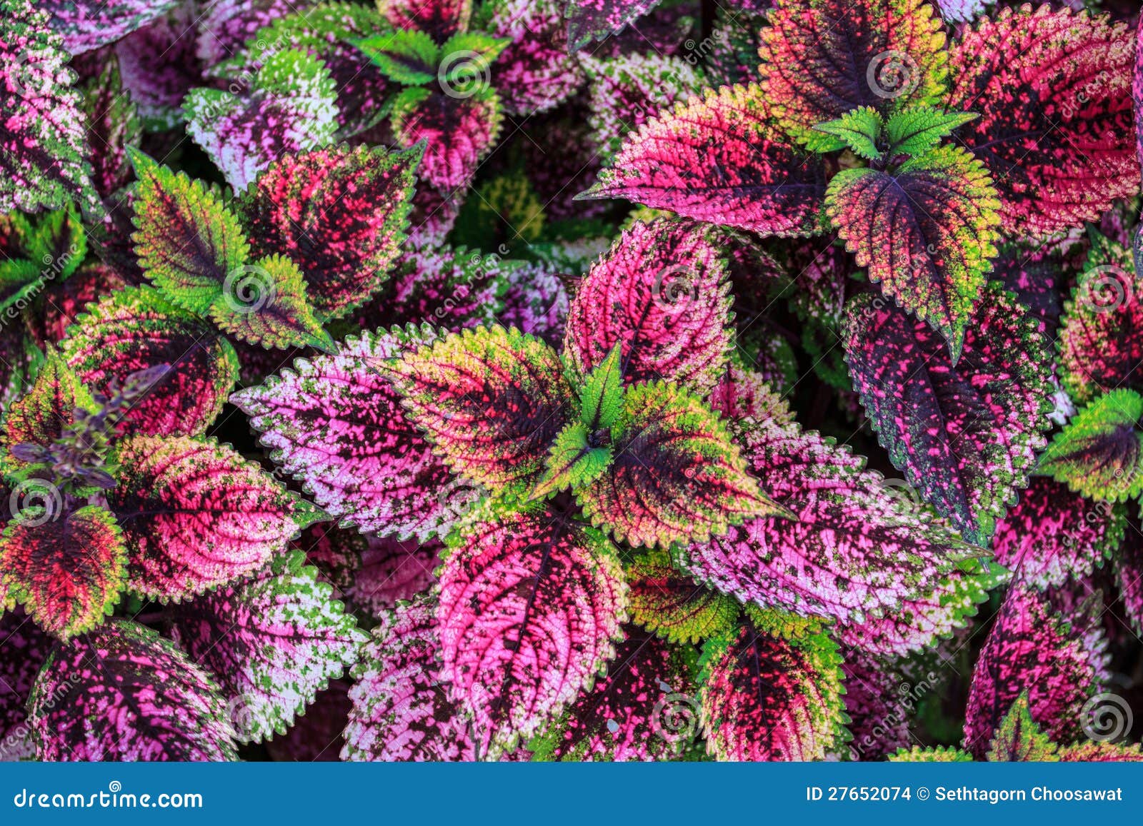 Purple Leaf stock photo. Image of purple, closeup, violet - 27652074