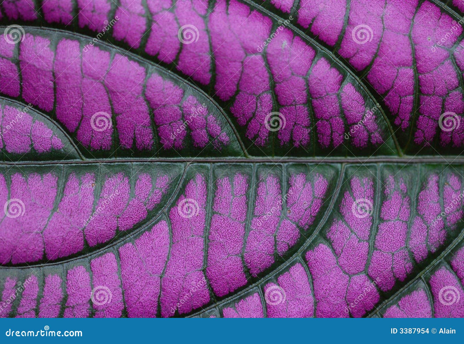 Purple Leaf Pattern Royalty-Free Stock Photo | CartoonDealer.com #309969