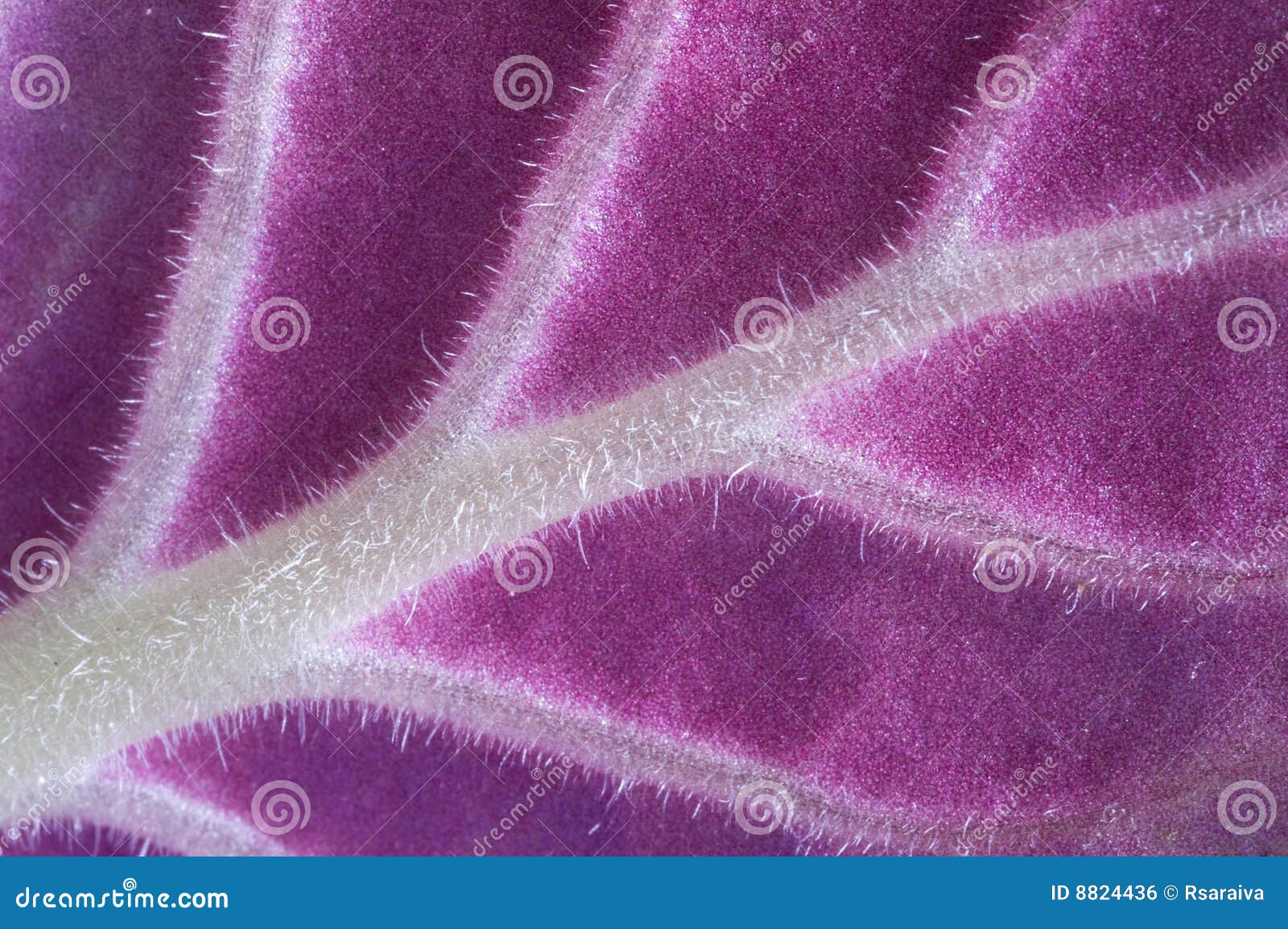 Purple Leaf Pattern Royalty-Free Stock Photo | CartoonDealer.com #309969