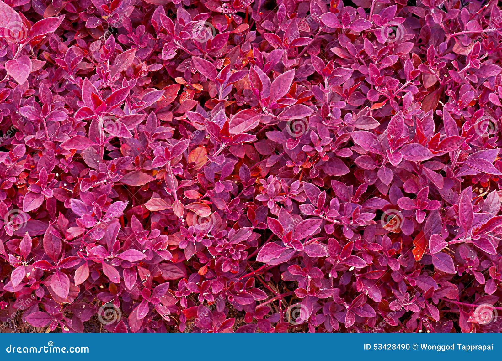 Purple Leaf Pattern Royalty-Free Stock Photo | CartoonDealer.com #309969