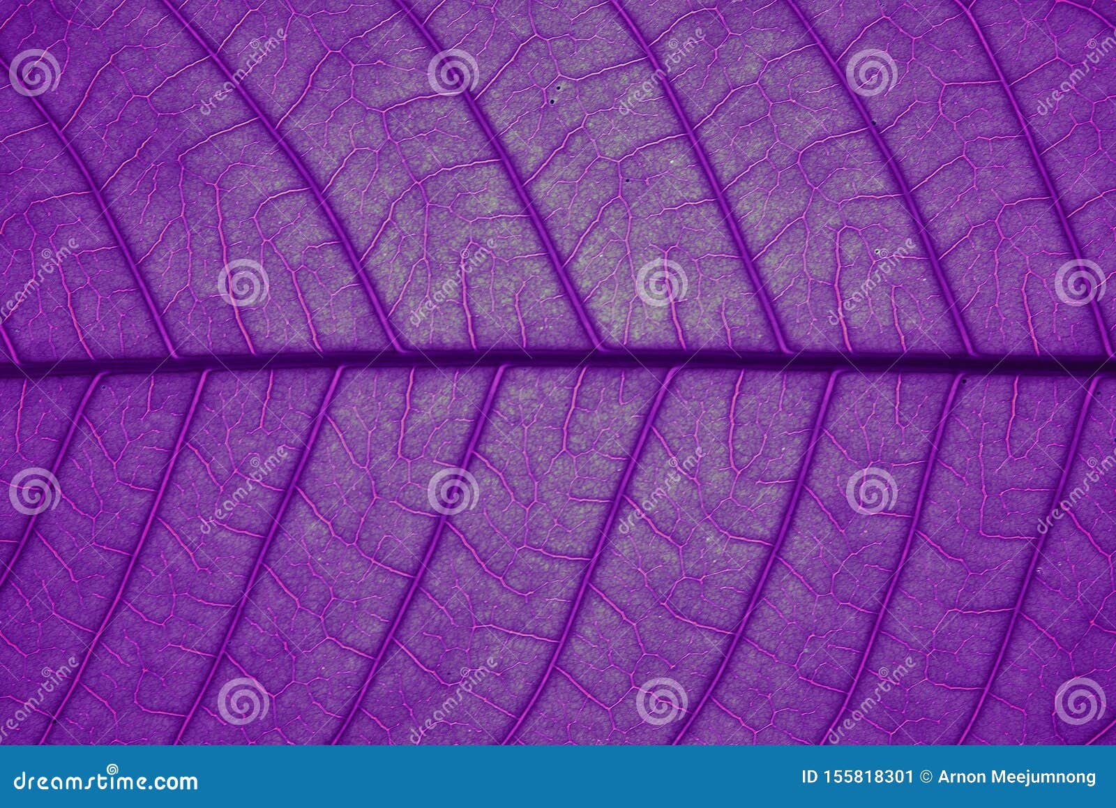 Purple Leaf Biology Texture Stock Image - Image of ecological, healthy ...